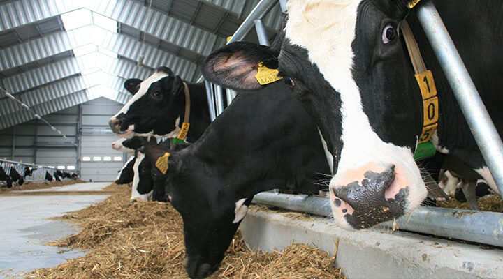 Landwirtschaftliche Hallen, Kuhställe und Maschinenhallen aus Stahl